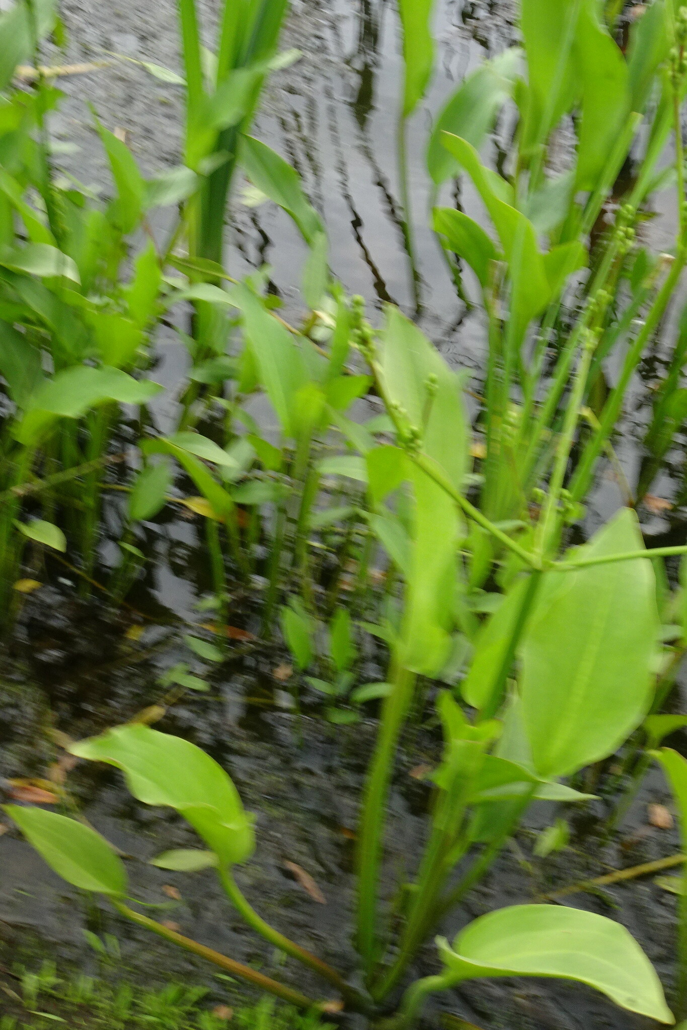 Alisma plantago-aquatica subsp. orientale (Sam.) Sam.