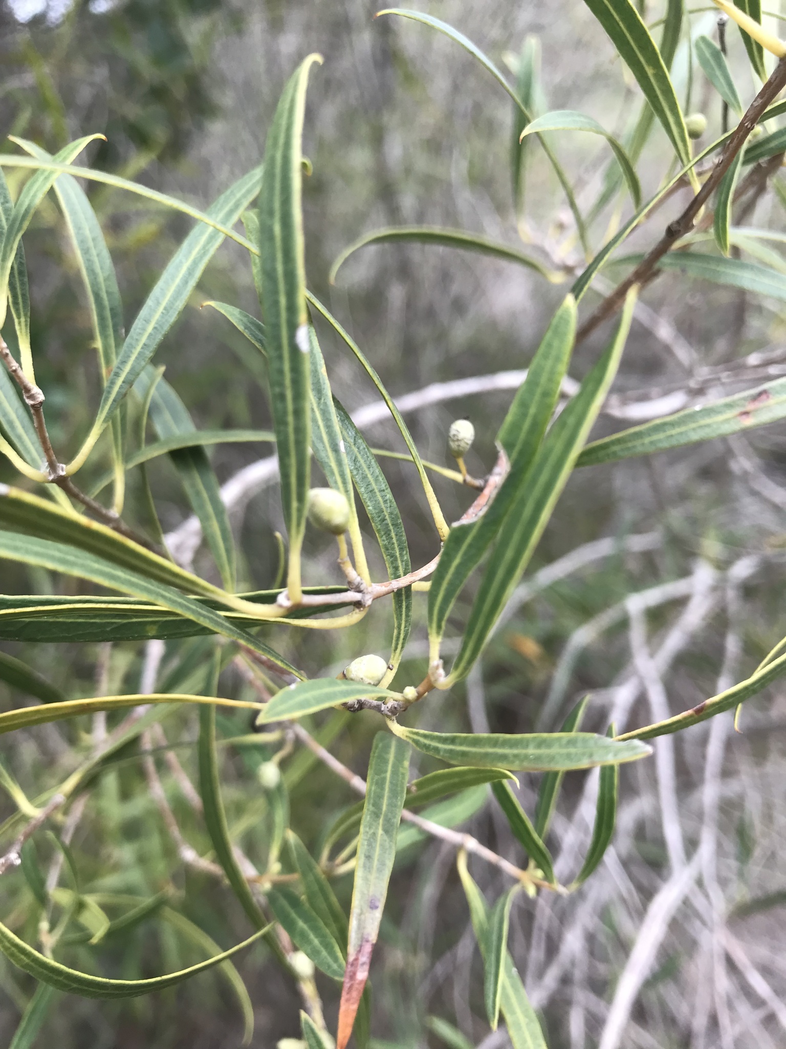 Phillyrea angustifolia L.