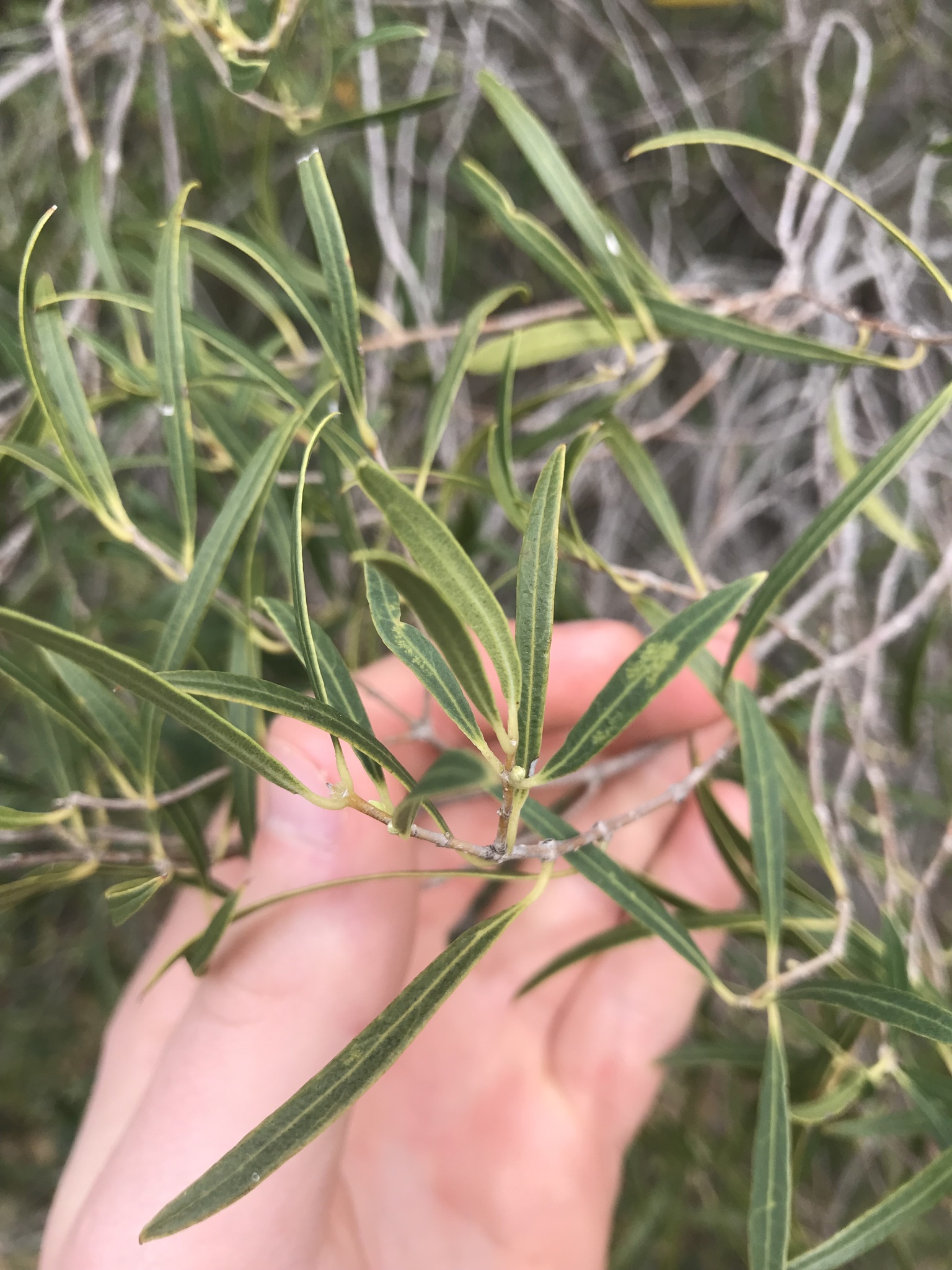 Phillyrea angustifolia L.