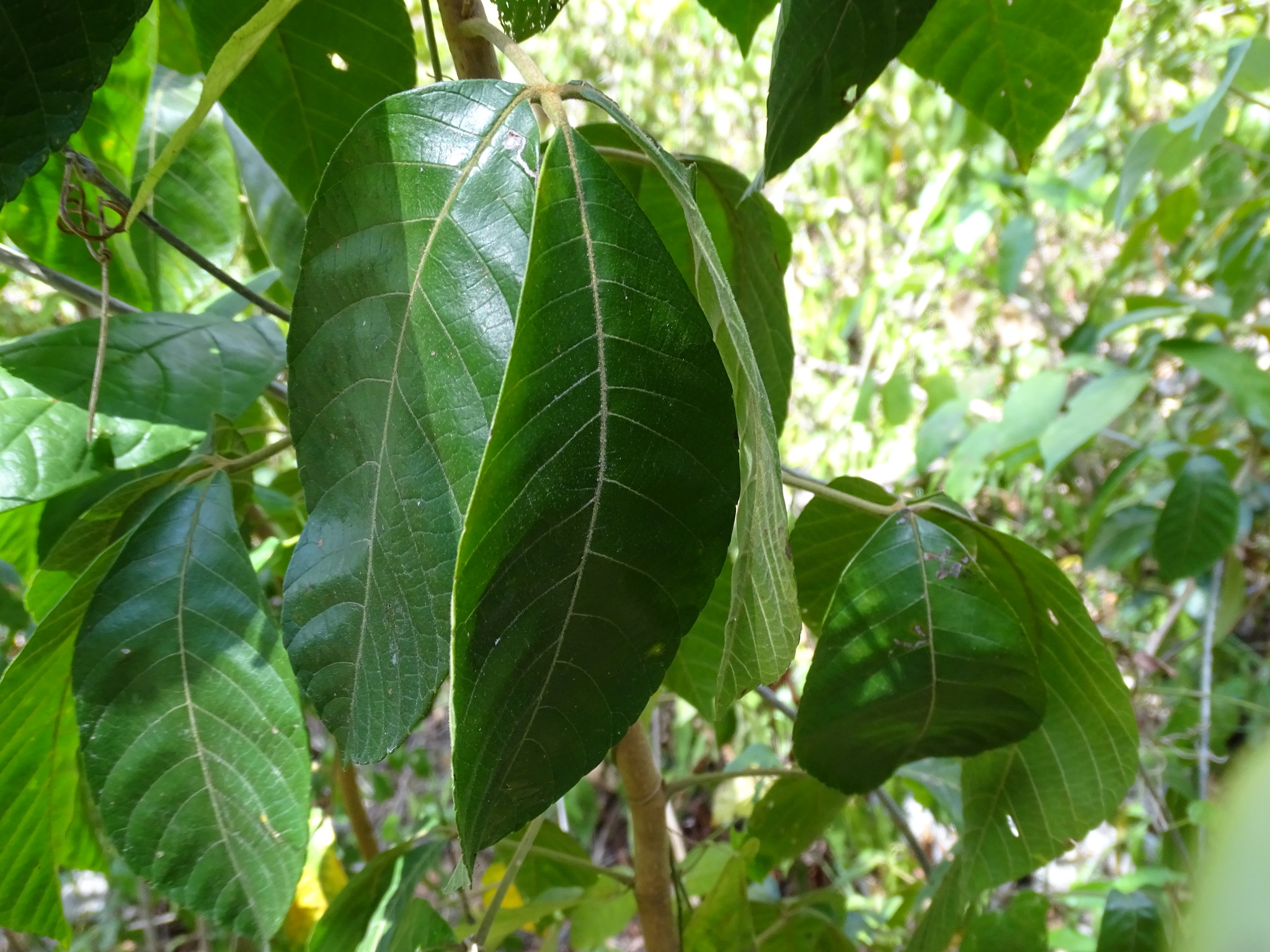 Allophylus cominia (L.) Sw.