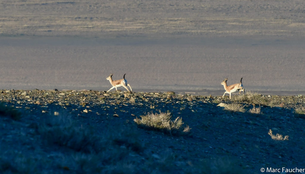 Goitered Gazelle in September 2018 by pfaucher · iNaturalist
