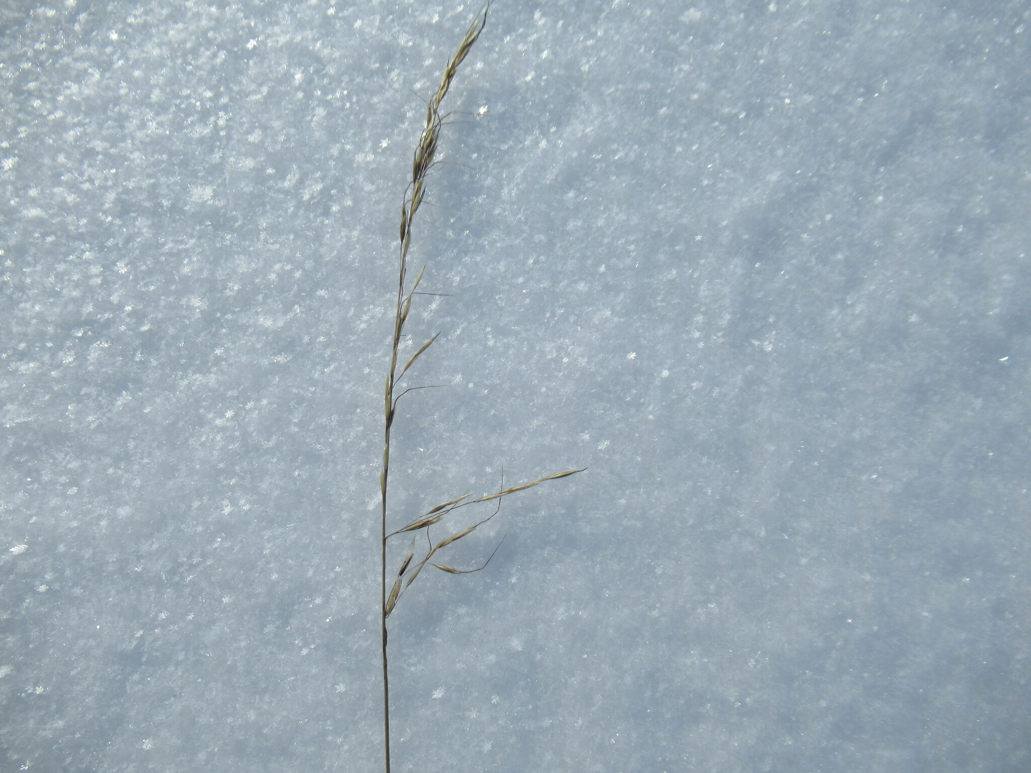 Achnatherum sibiricum (L.) Keng ex Tzvelev