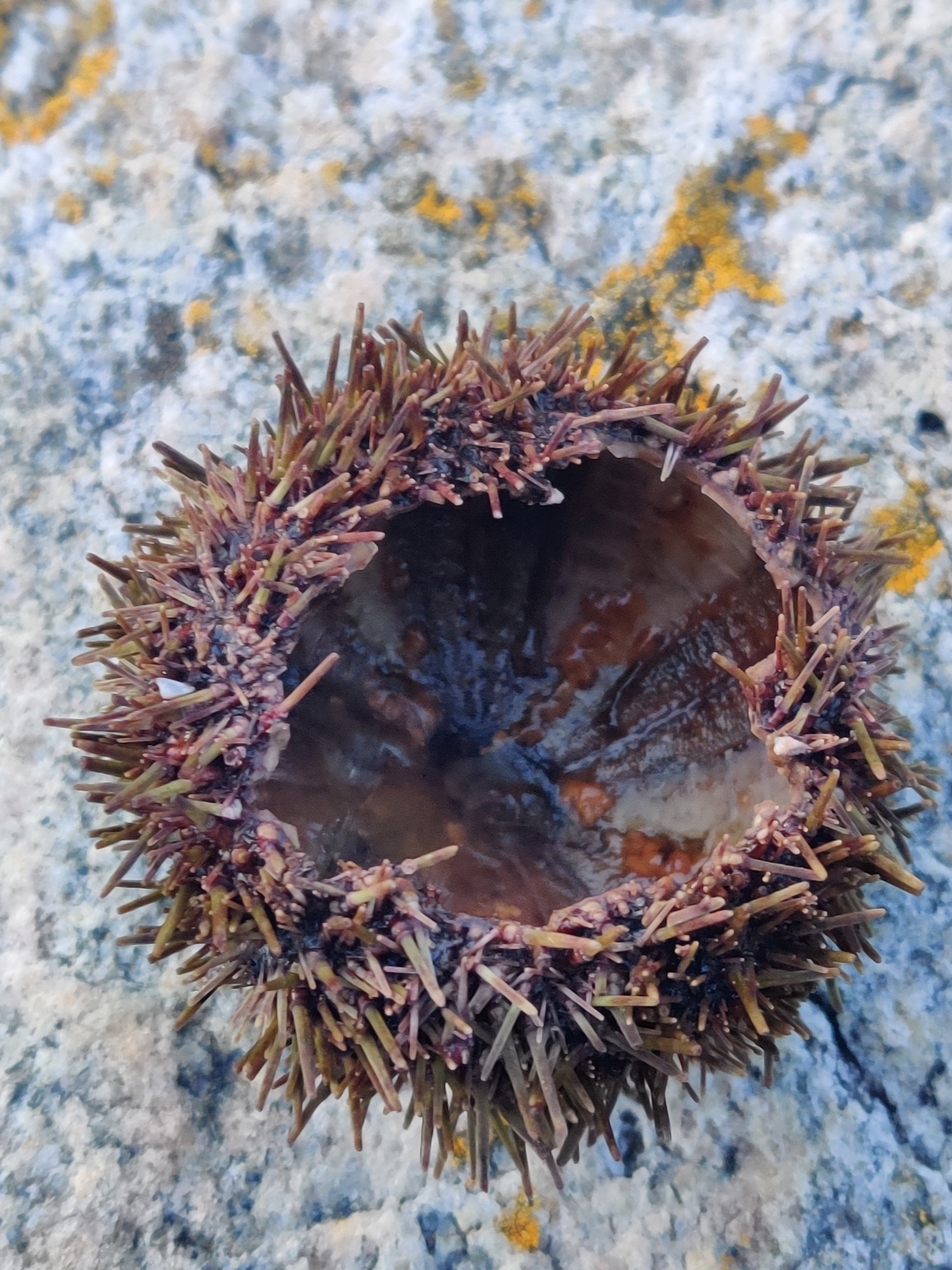 Strongylocentrotus droebachiensis (O.F.Müller, 1776)