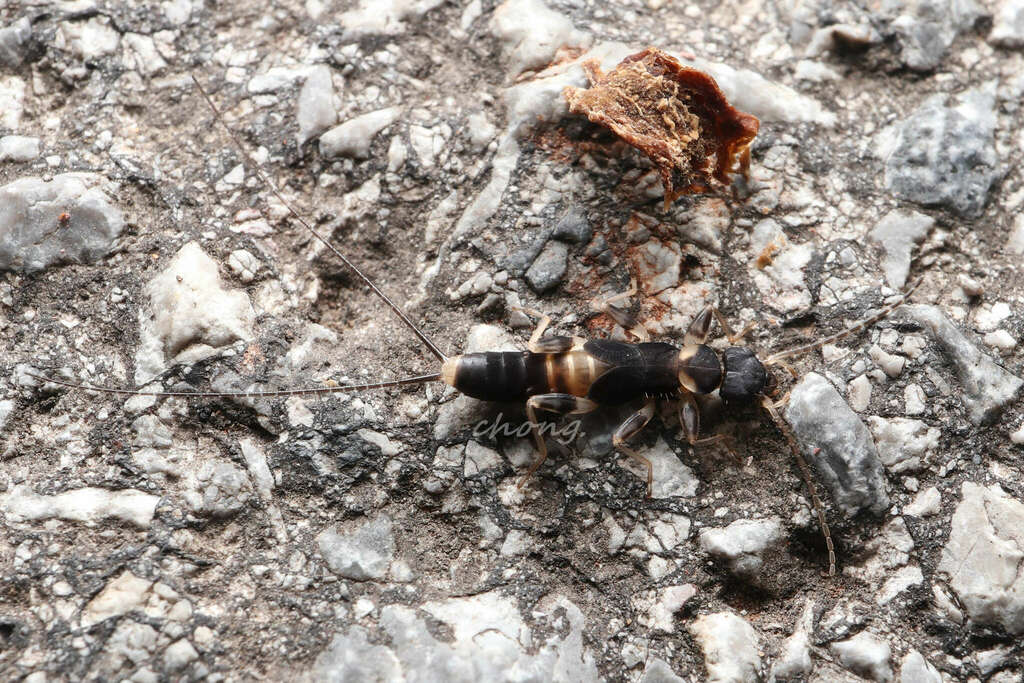 Diplatyidae from 中国云南省西双版纳傣族自治州勐腊县勐仑镇 邮政编码: 666303 on August 14, 2022 ...