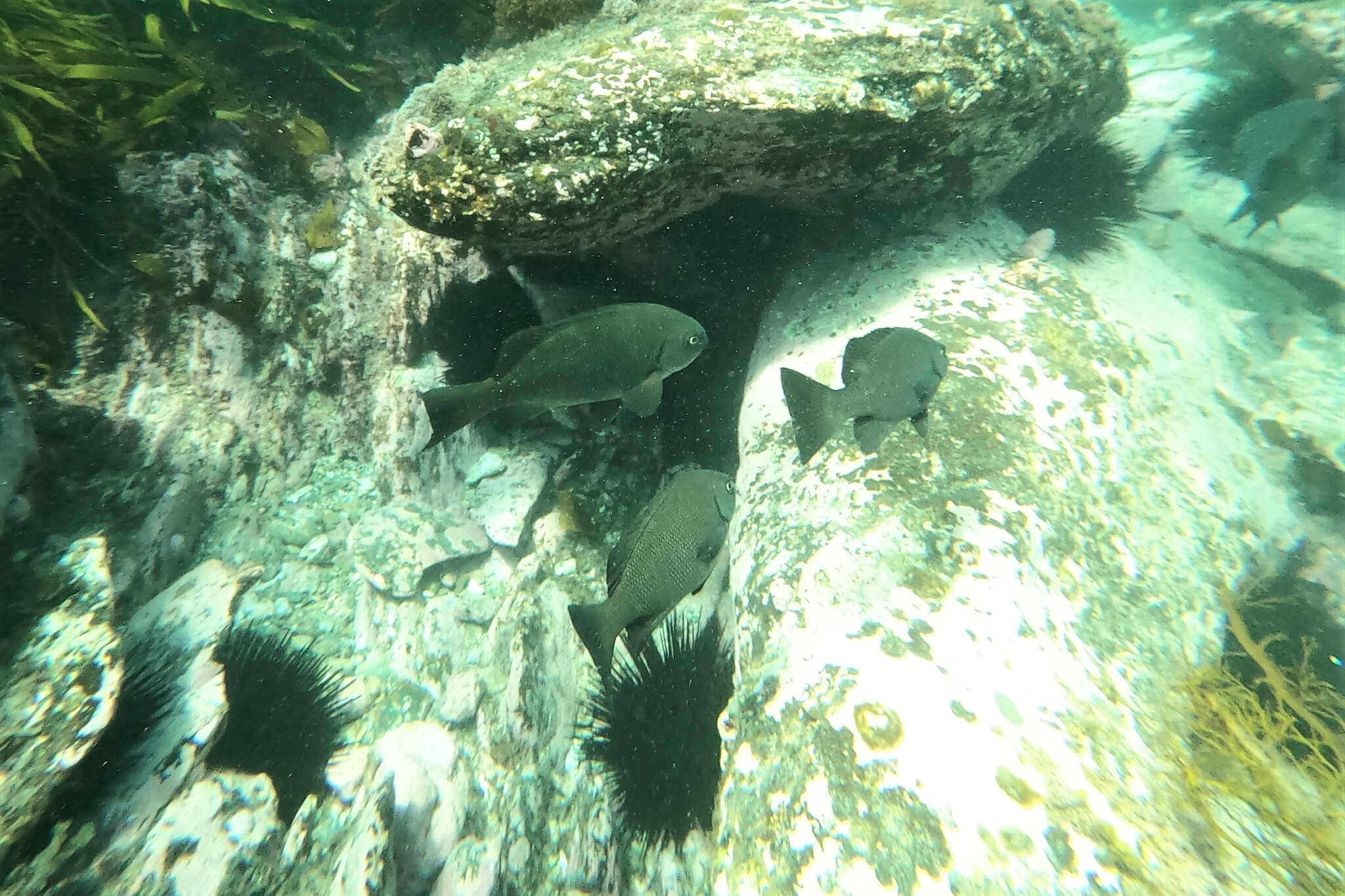 Girella elevata Macleay, 1881