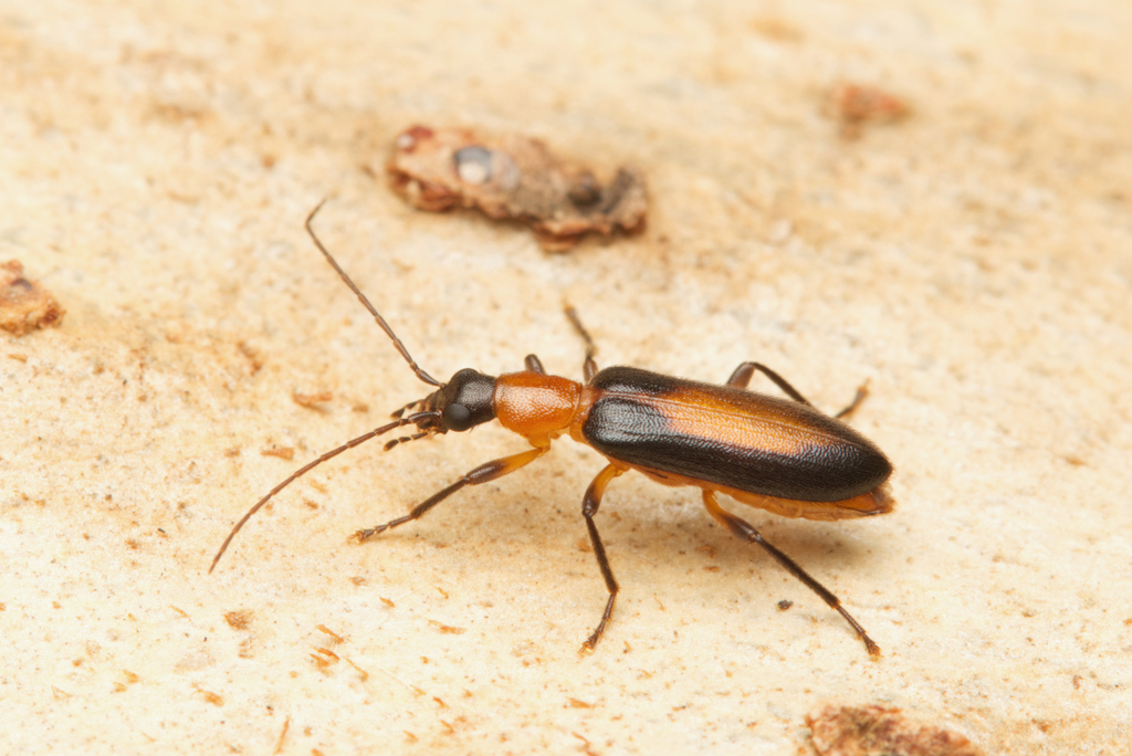 False Blister Beetles from Tuan Forest QLD 4650, Australia on February ...