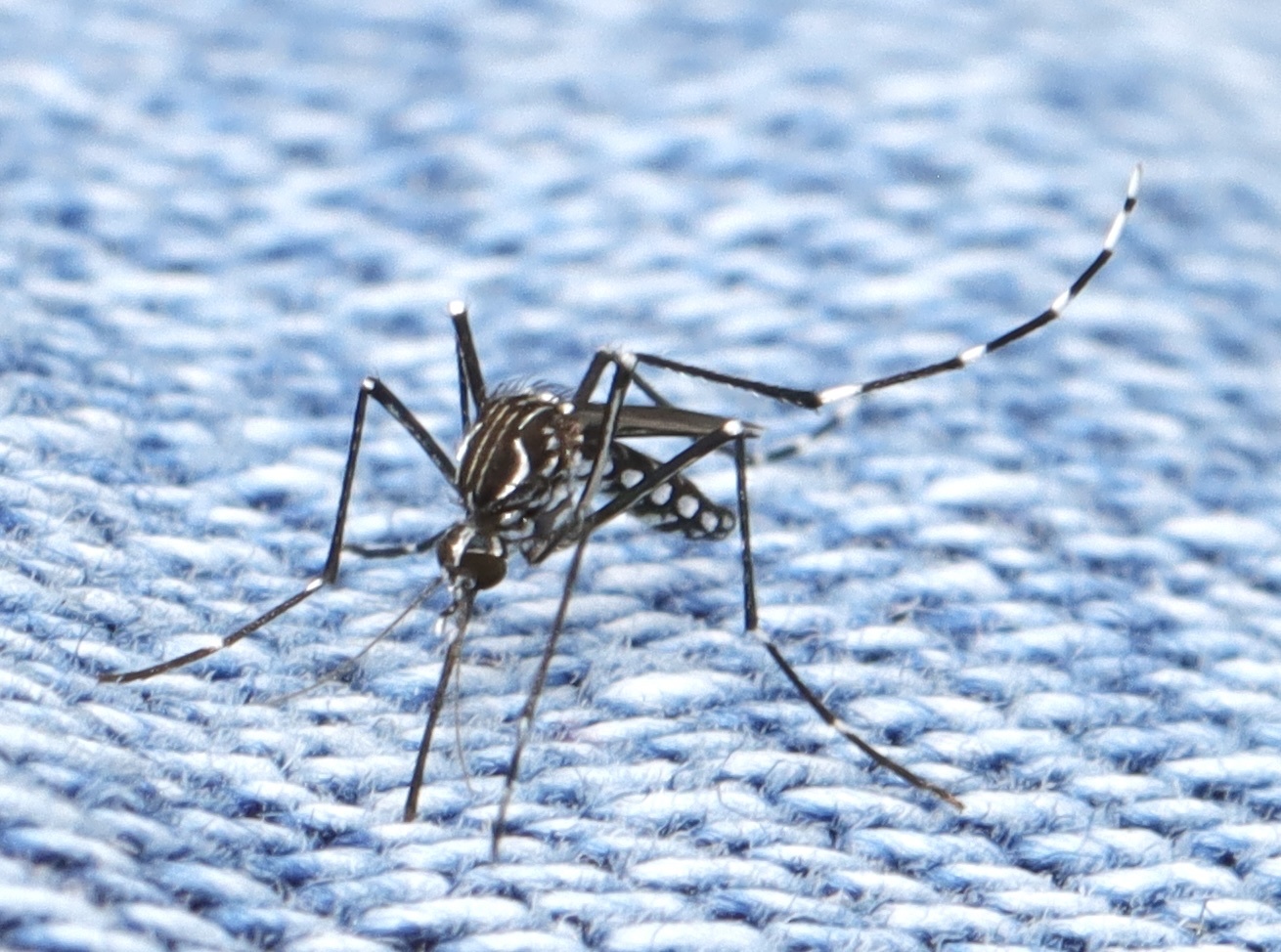 Aedes aegypti (Linnaeus, 1762)