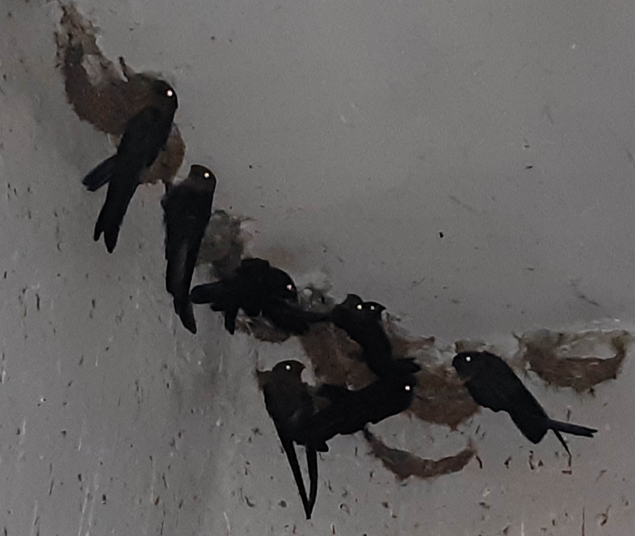 Collocalia affinis Beavan, 1867