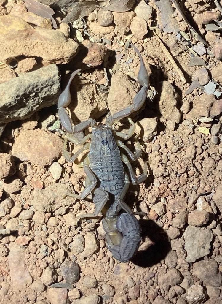Alligatorback Scorpion from Pendjari National Park, Tanguiéta, Atakora ...