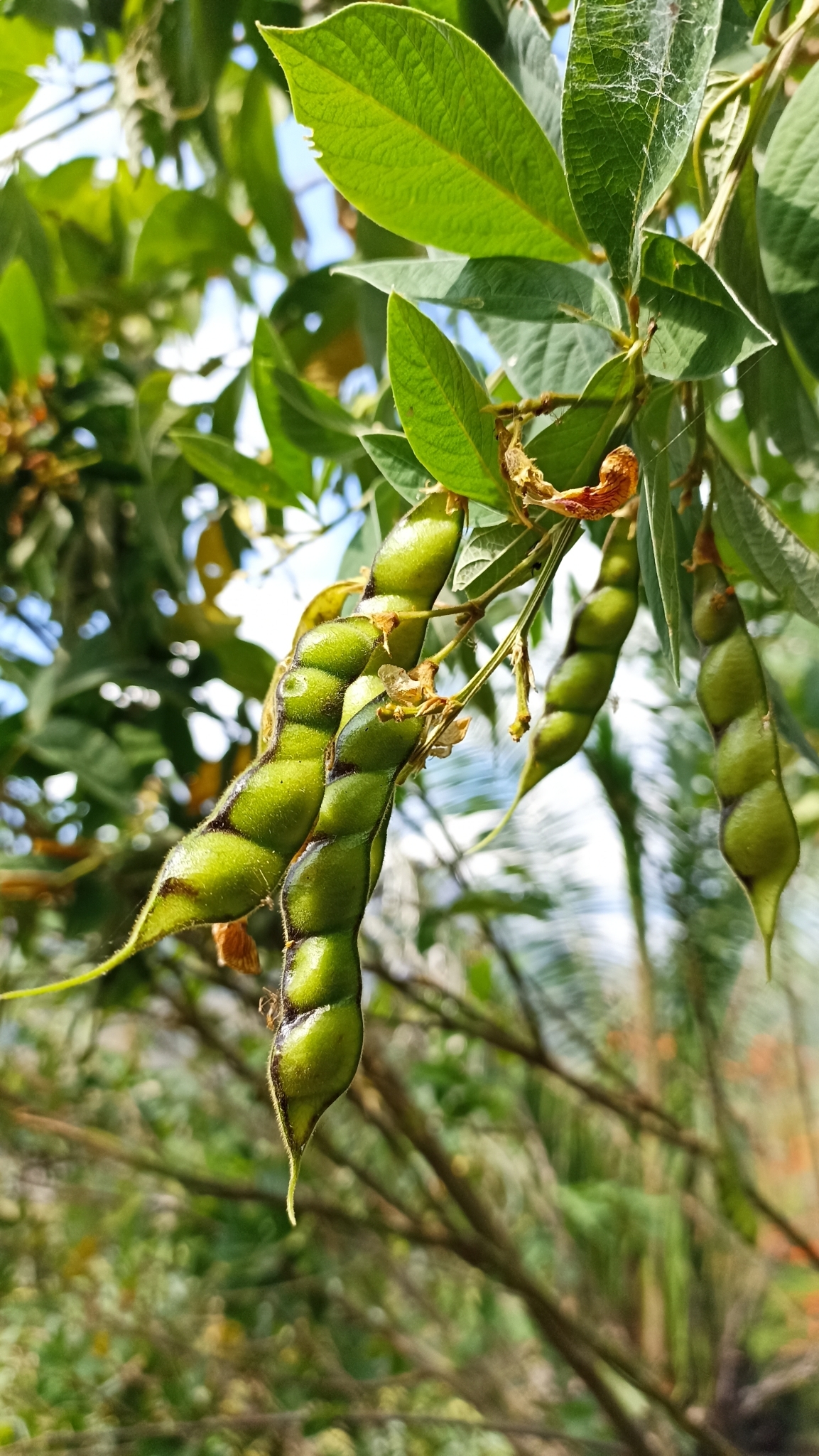 Cajanus cajan (L.) Huth