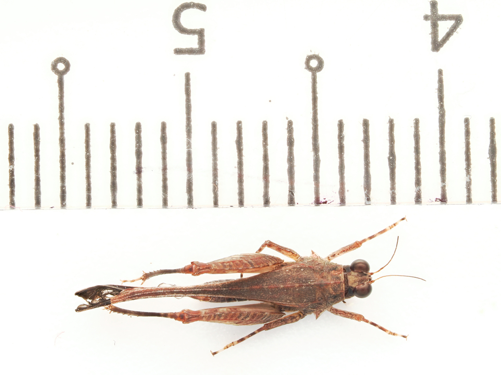 Eucriotettix neesoon in February 2023 by Ivan Neo. 143 · iNaturalist