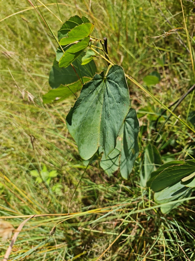 Orchid tree from Carletonville, 2499, South Africa on February 22, 2023 ...