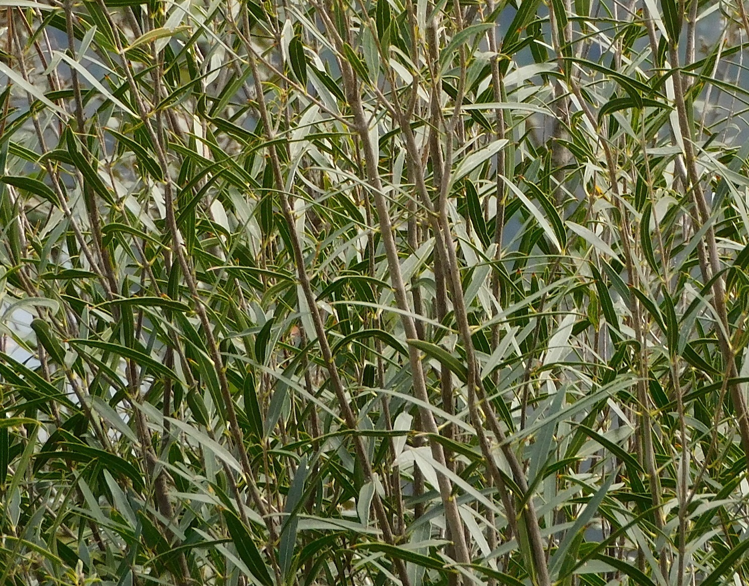Phillyrea angustifolia L.