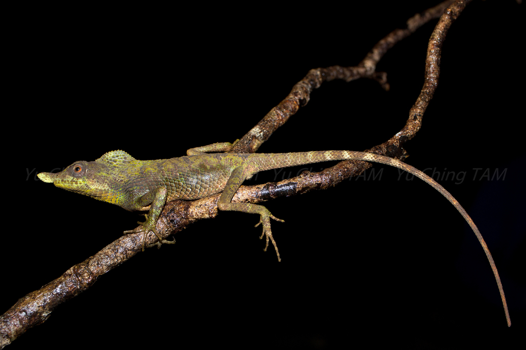 Leaf-nosed Lizard in September 2018 by Yu Ching Tam · iNaturalist