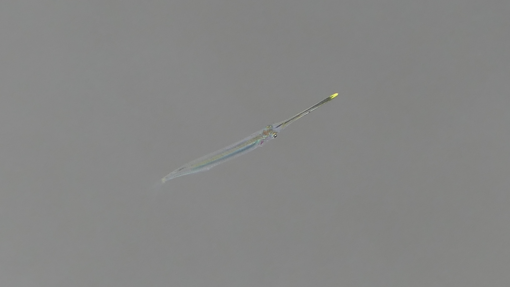 Zenarchopterus buffonis (Valenciennes, 1847)