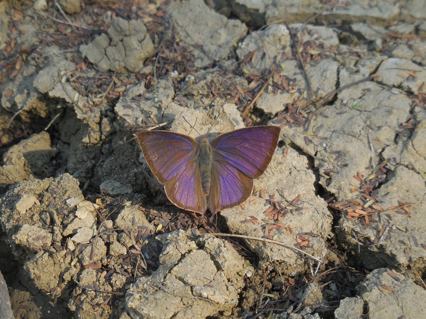 Amblypodia Horsfield, 1829