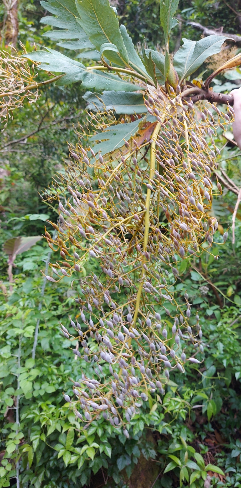 Bocconia frutescens L.