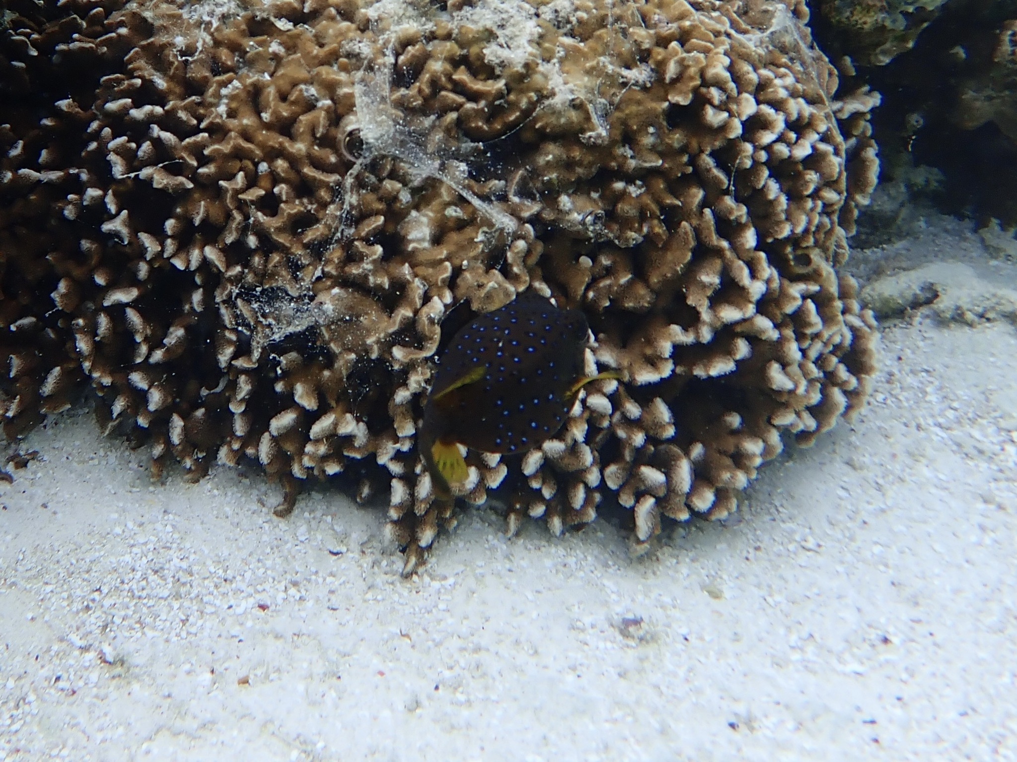 Ostracion cubicus Linnaeus, 1758