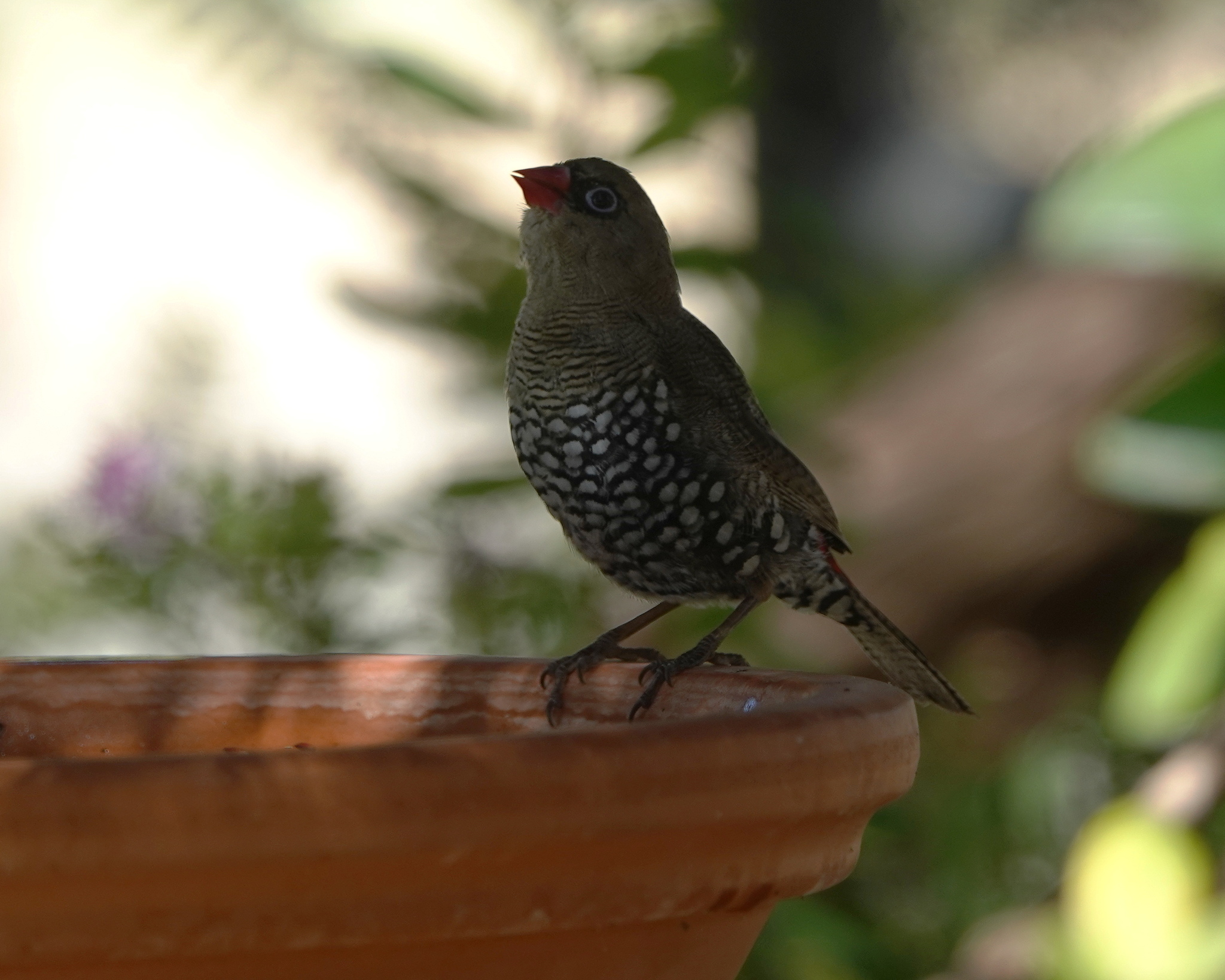 Stagonopleura oculata (Quoy & Gaimard, 1830)