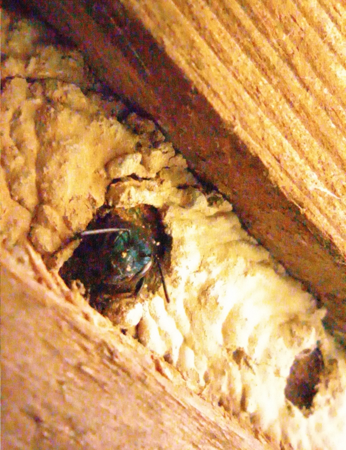 Osmia ribifloris Cockerell, 1900