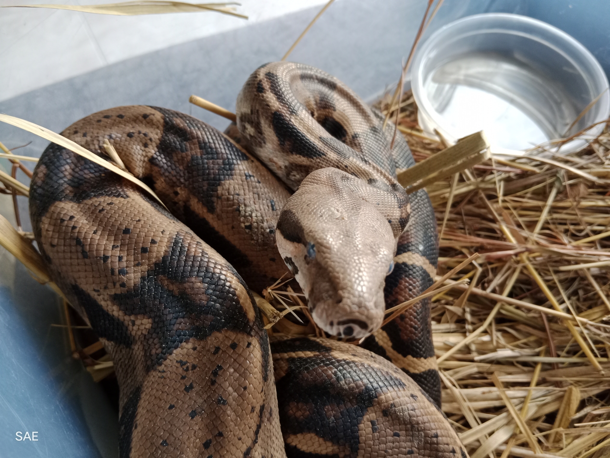 Boa constrictor Linnaeus, 1758