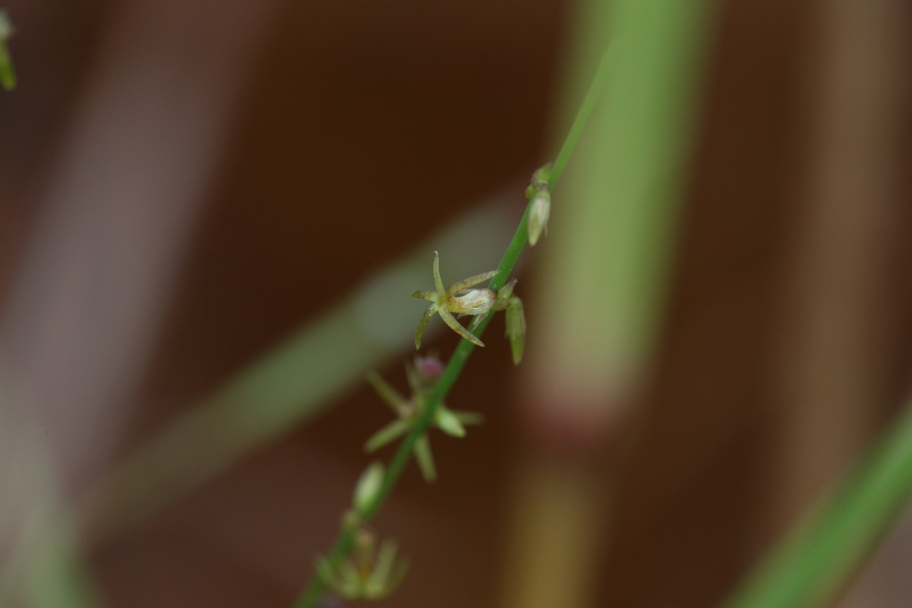 Stackhousia intermedia from Noonamah NT 0837, Australia on February 22 ...