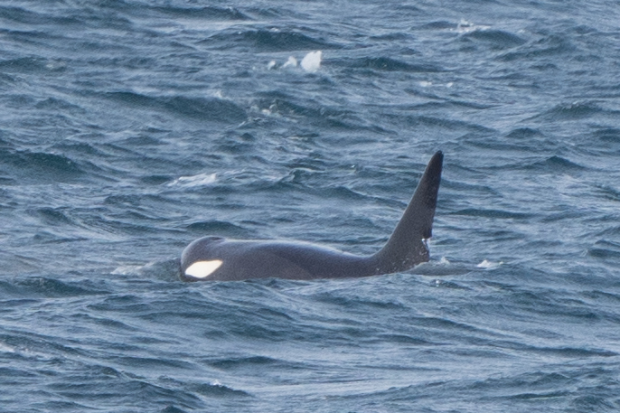 Orcinus orca (Linnaeus, 1758)