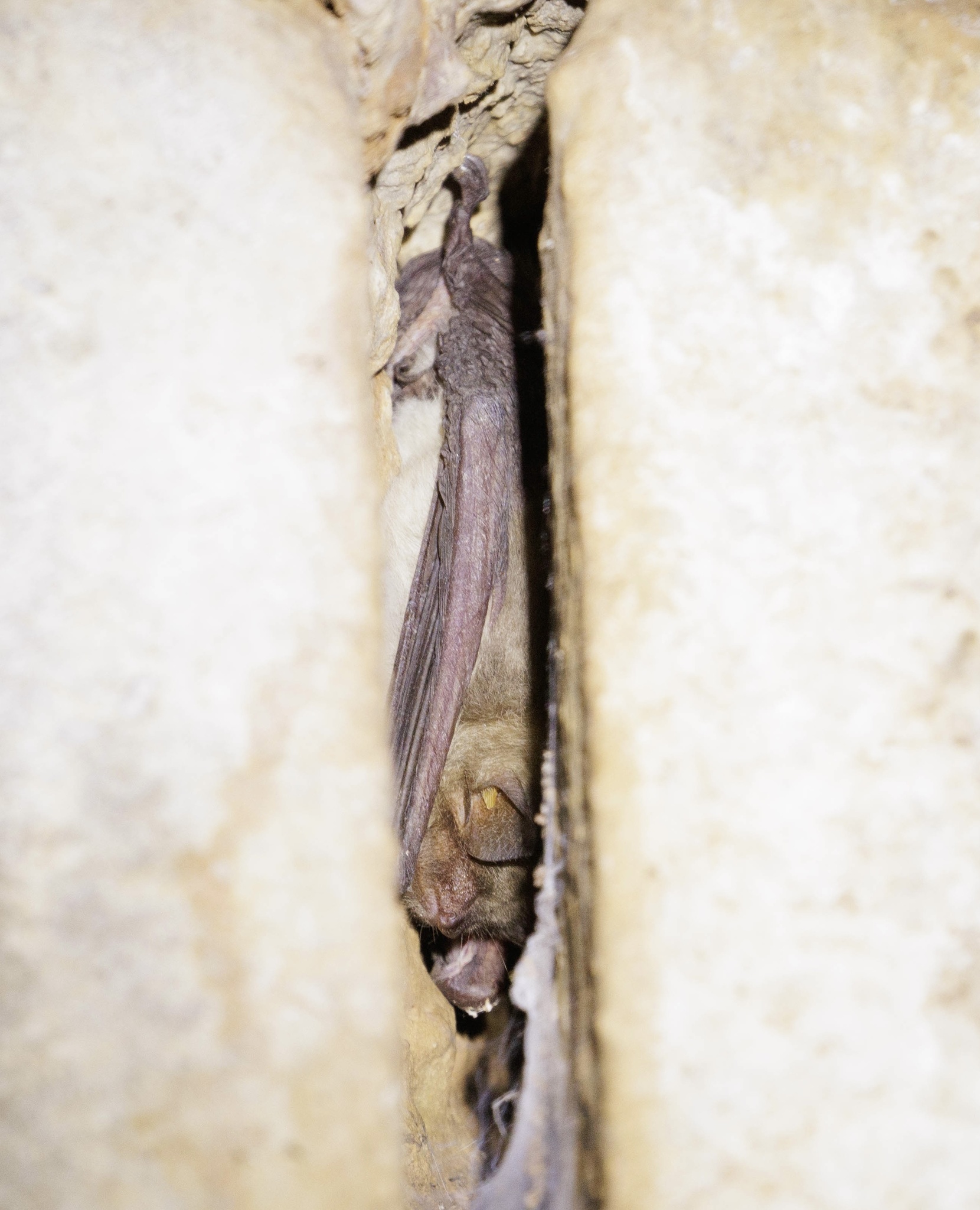 Myotis velifer (J.A.Allen, 1890)