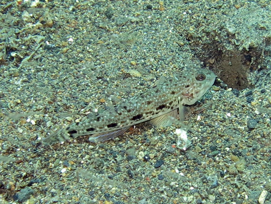 Shy Lagoongoby from Anilao, Batangas, Philippines on May 12, 2018 at 11 ...