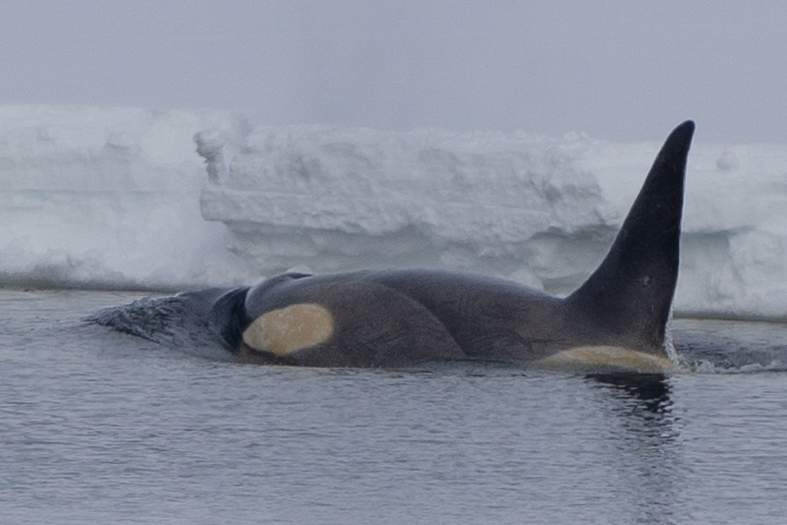 (Orcinus) - Marine Life Identification