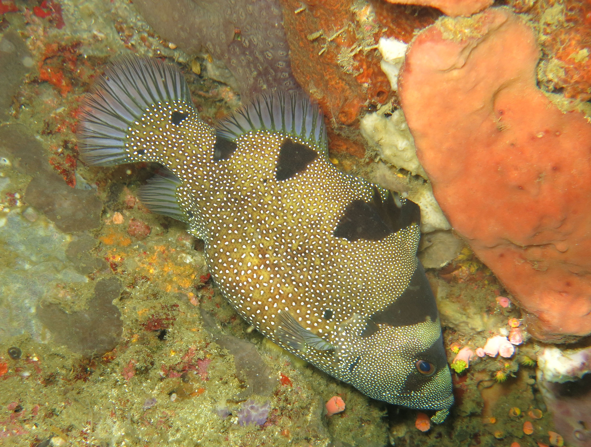 Pogonoperca punctata (Valenciennes, 1830)