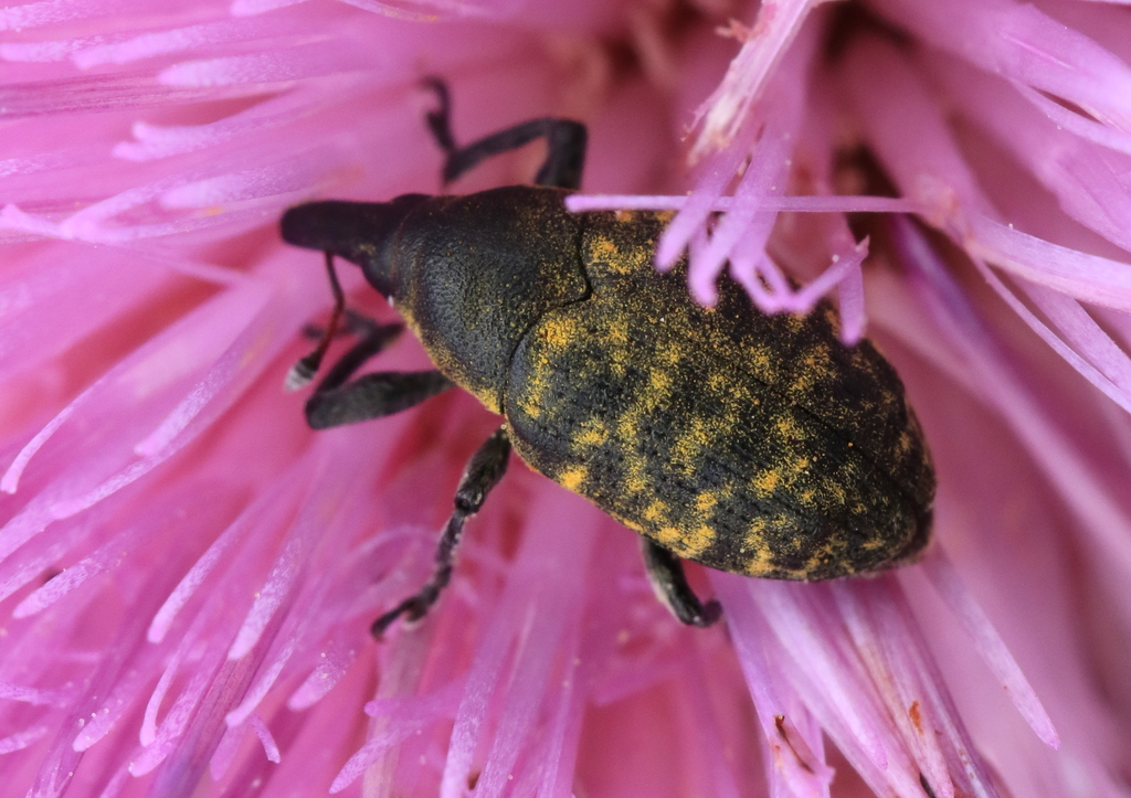 Larinus turbinatus from Eičiai, 73145 Tauragės r. sav., Lietuva on ...