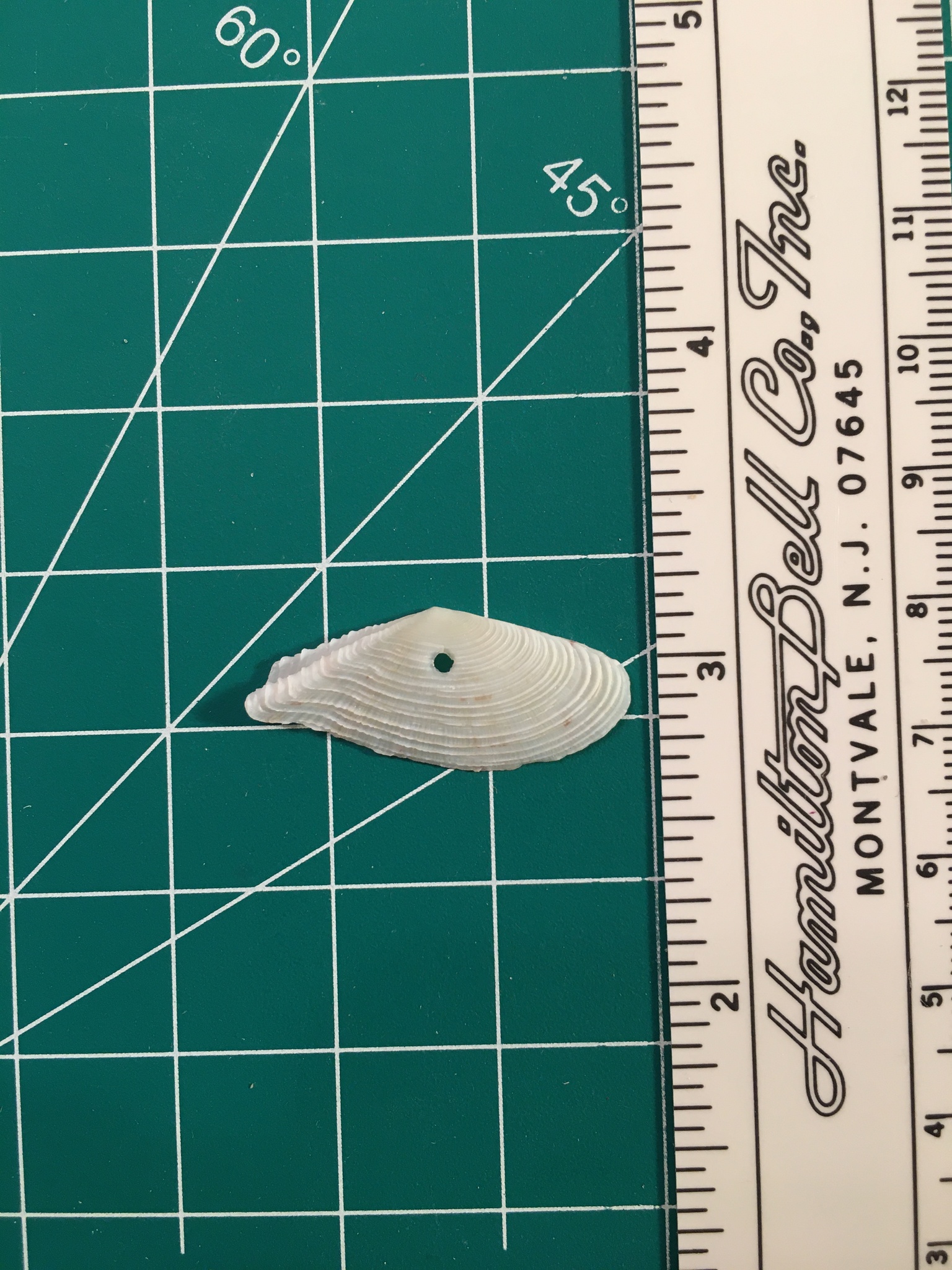 Tellinella listeri (Röding, 1798)