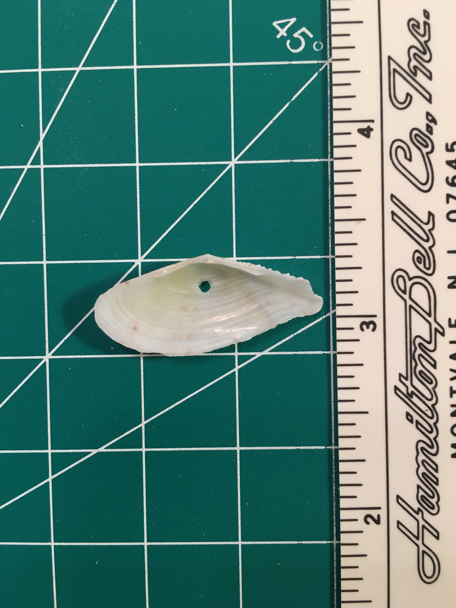 Tellinella listeri (Röding, 1798)