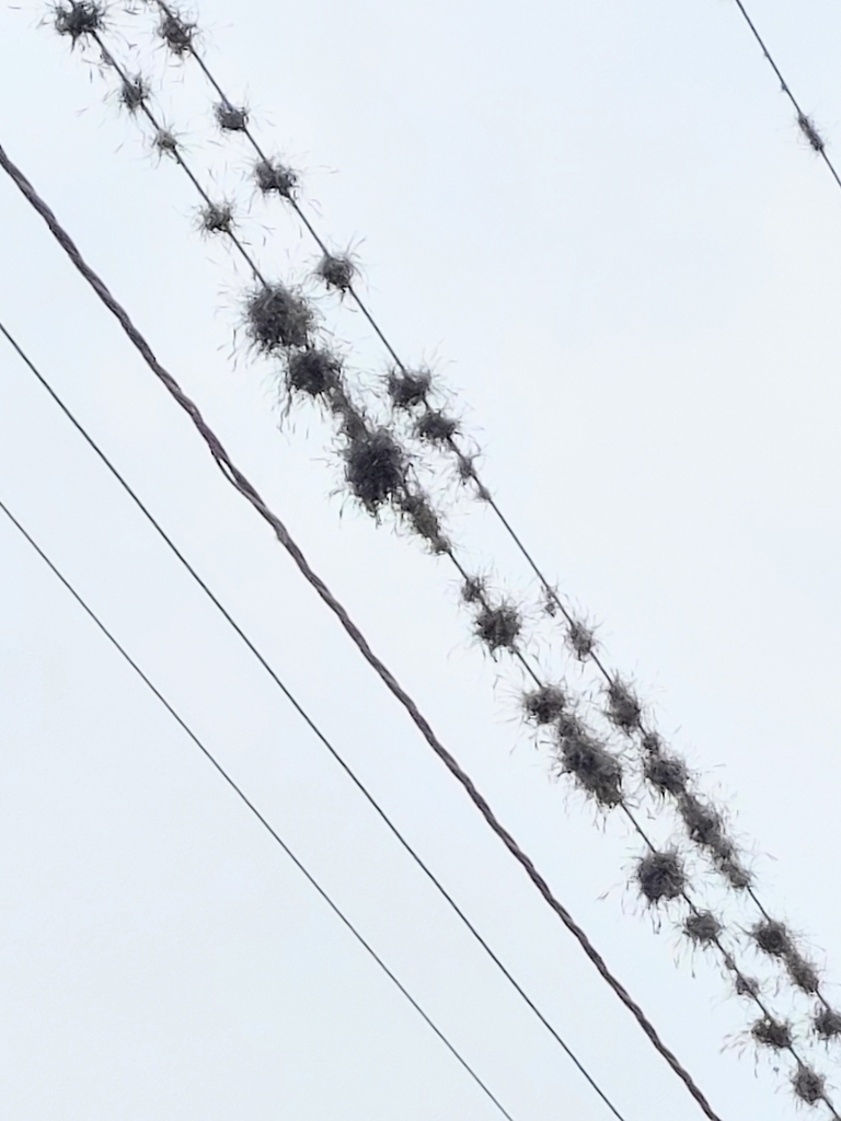 ballmoss from MQ35+QV, El Cerrito, Valle del Cauca, Colombia on ...