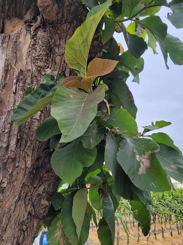 Tectona grandis L.f.