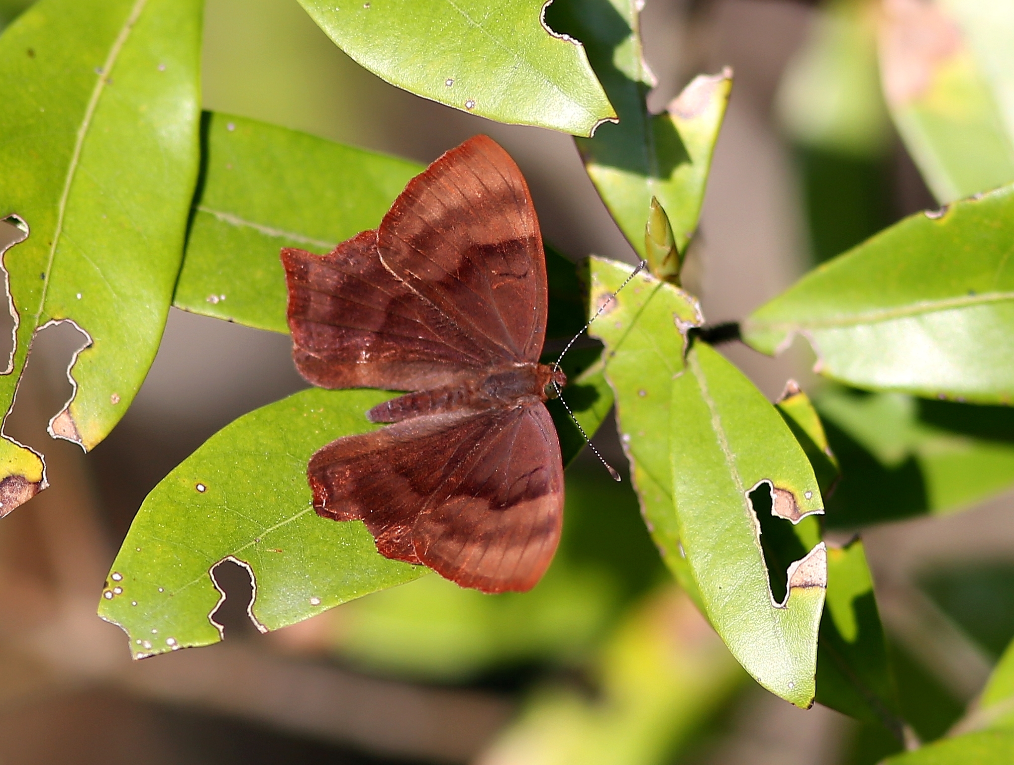 Abisara echeria Stoll, 1790