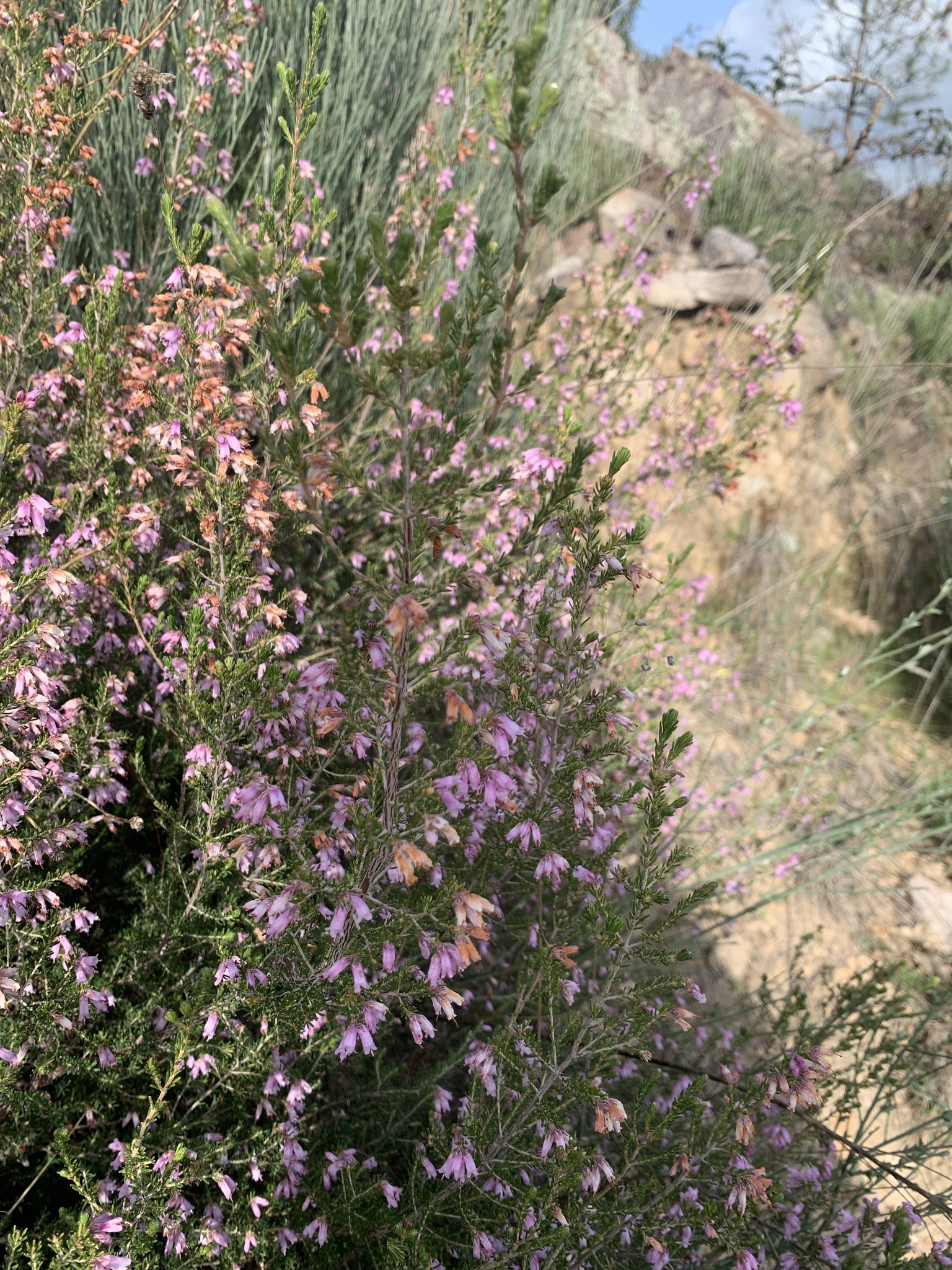 Erica australis L.