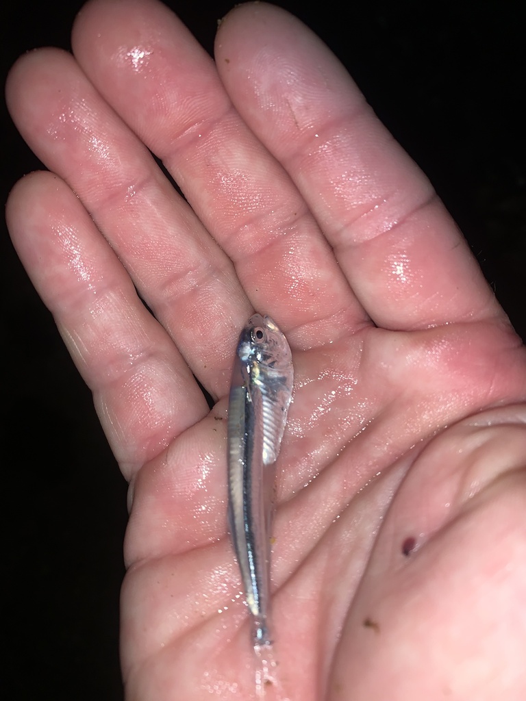 Surf Sprite (Iso natalensis) - Marine Life Identification
