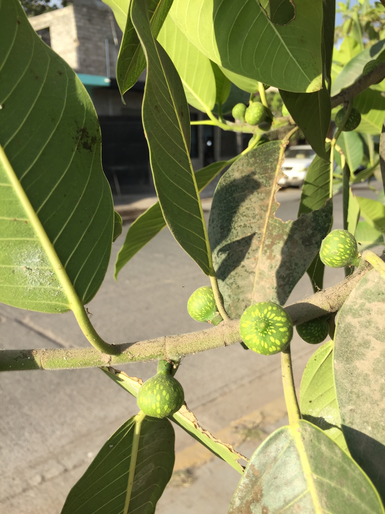 Ficus insipida Willd.