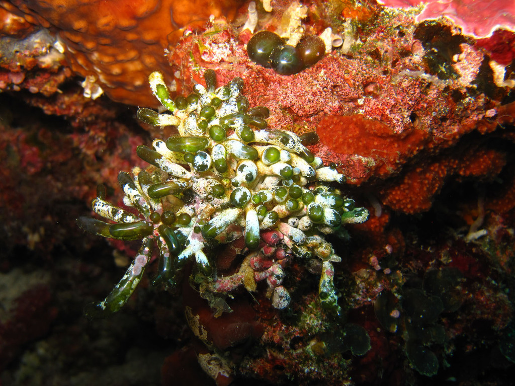 Valonia utricularis from Dampier Strait, Indonésie on December 11, 2010 ...