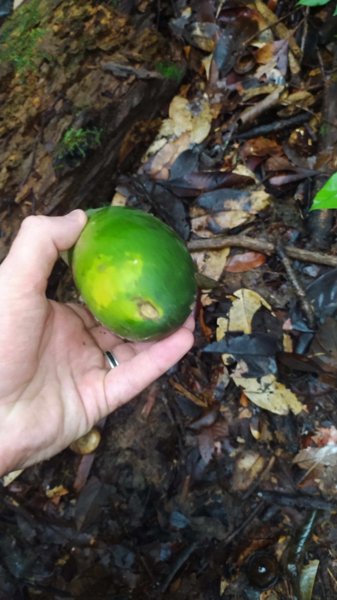 Geissospermum laeve (Vell.) Miers