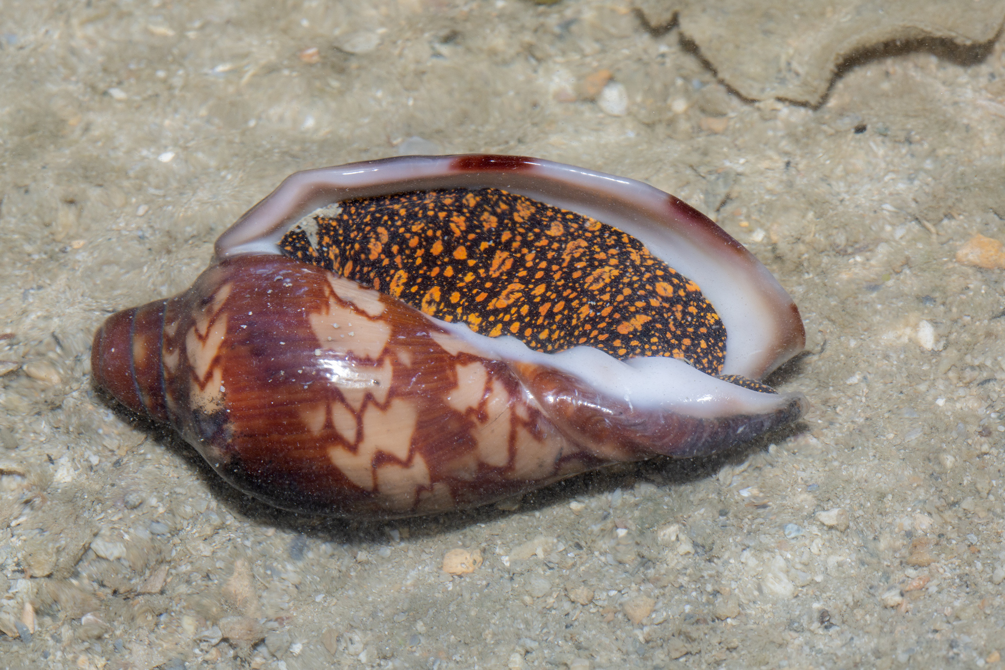 Cymbiola nobilis (Lightfoot), 1786