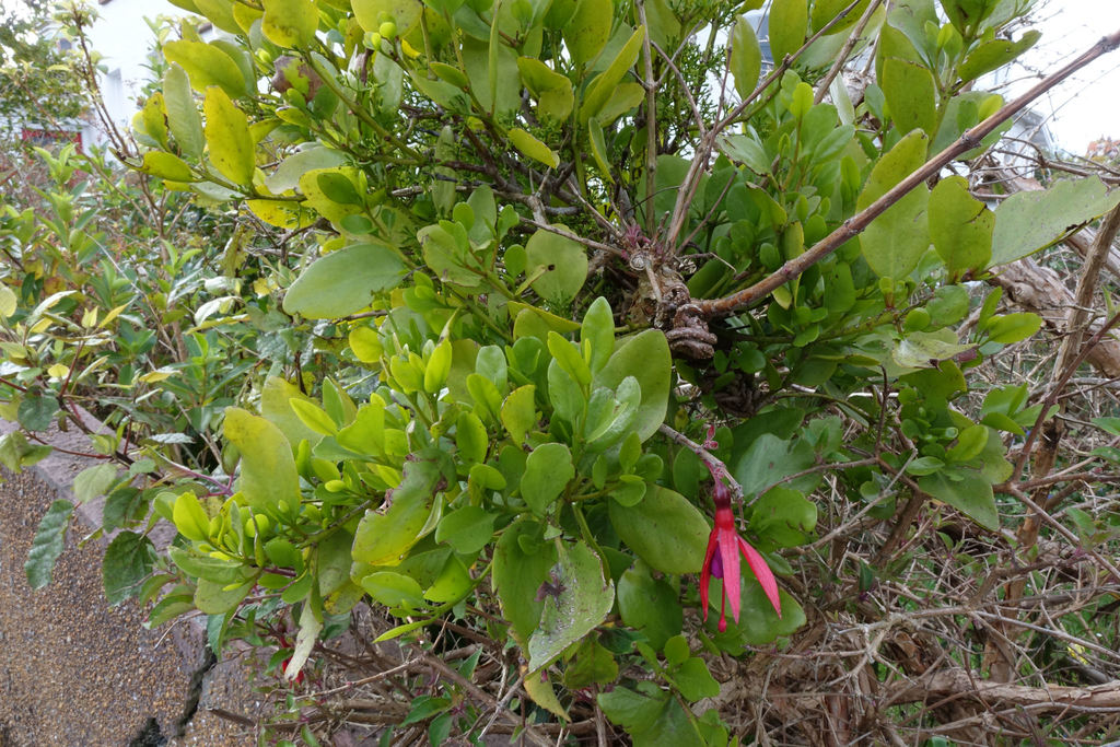 Green mistletoe in September 2018 by John Barkla. Hemiparasitic on ...