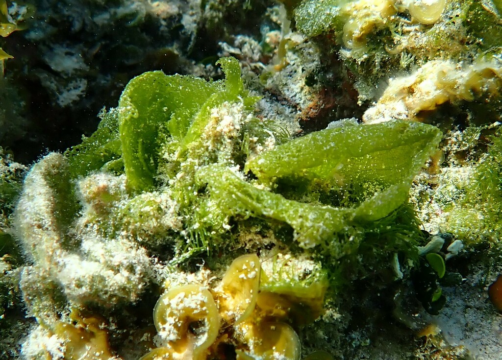 Microdictyon from San Salvador, The Bahamas on December 31, 2021 at 10: ...