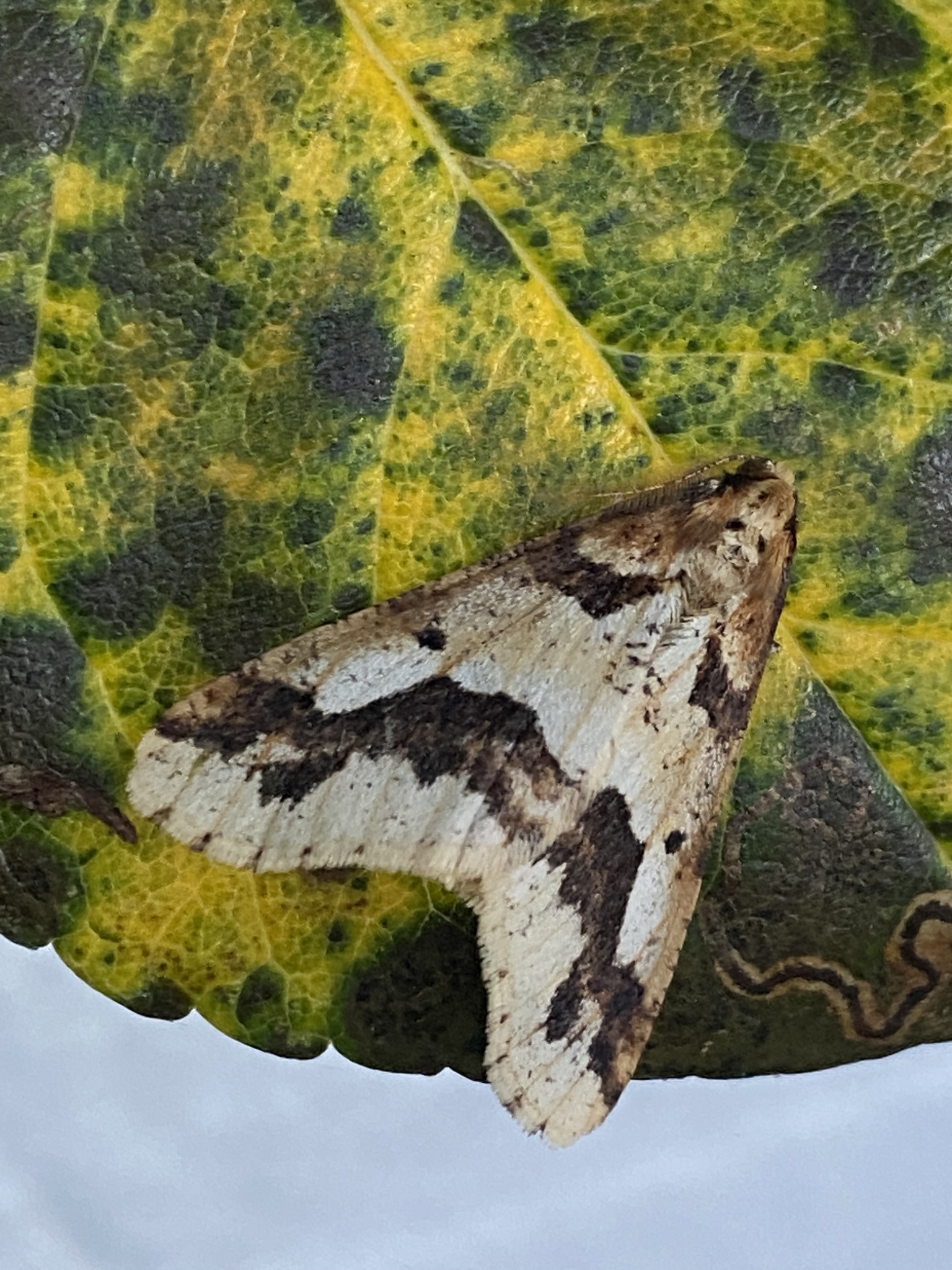 Erannis defoliaria (Clerck, 1759)