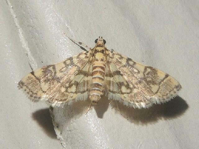 Checkered Apogeshna Moth from Jamaica Bay Wildlife Refuge, Queens, NY ...