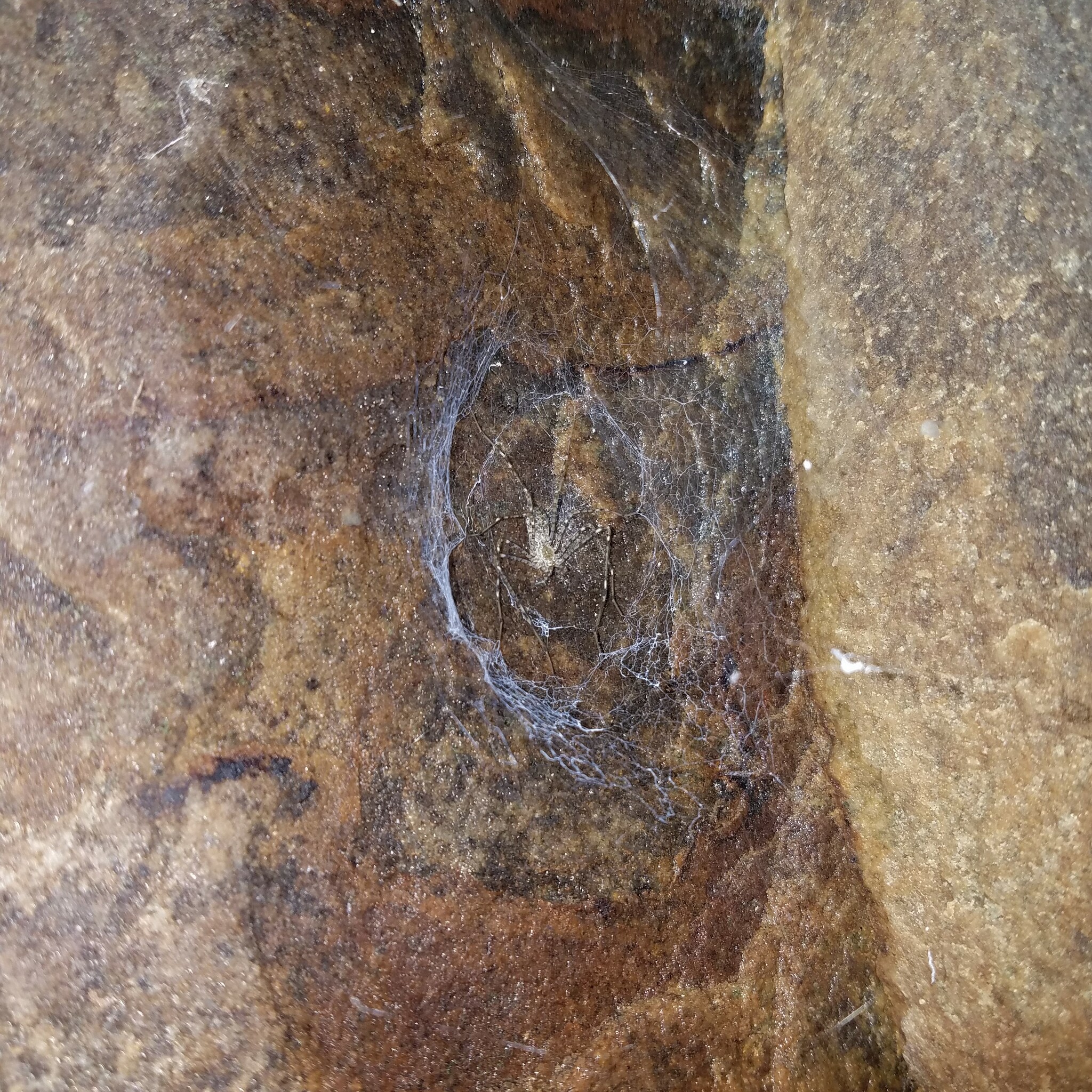 Hypochilidae