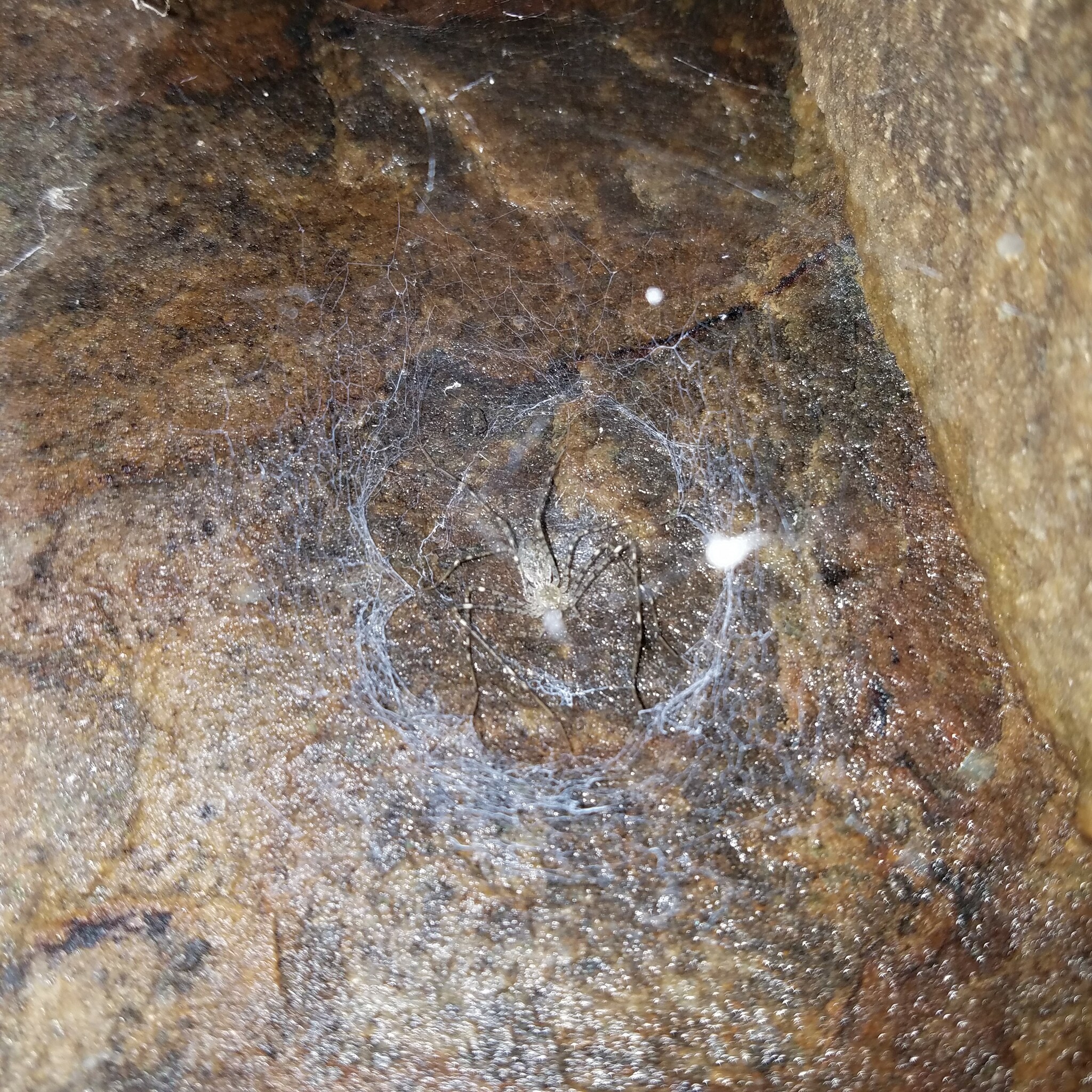 Hypochilidae