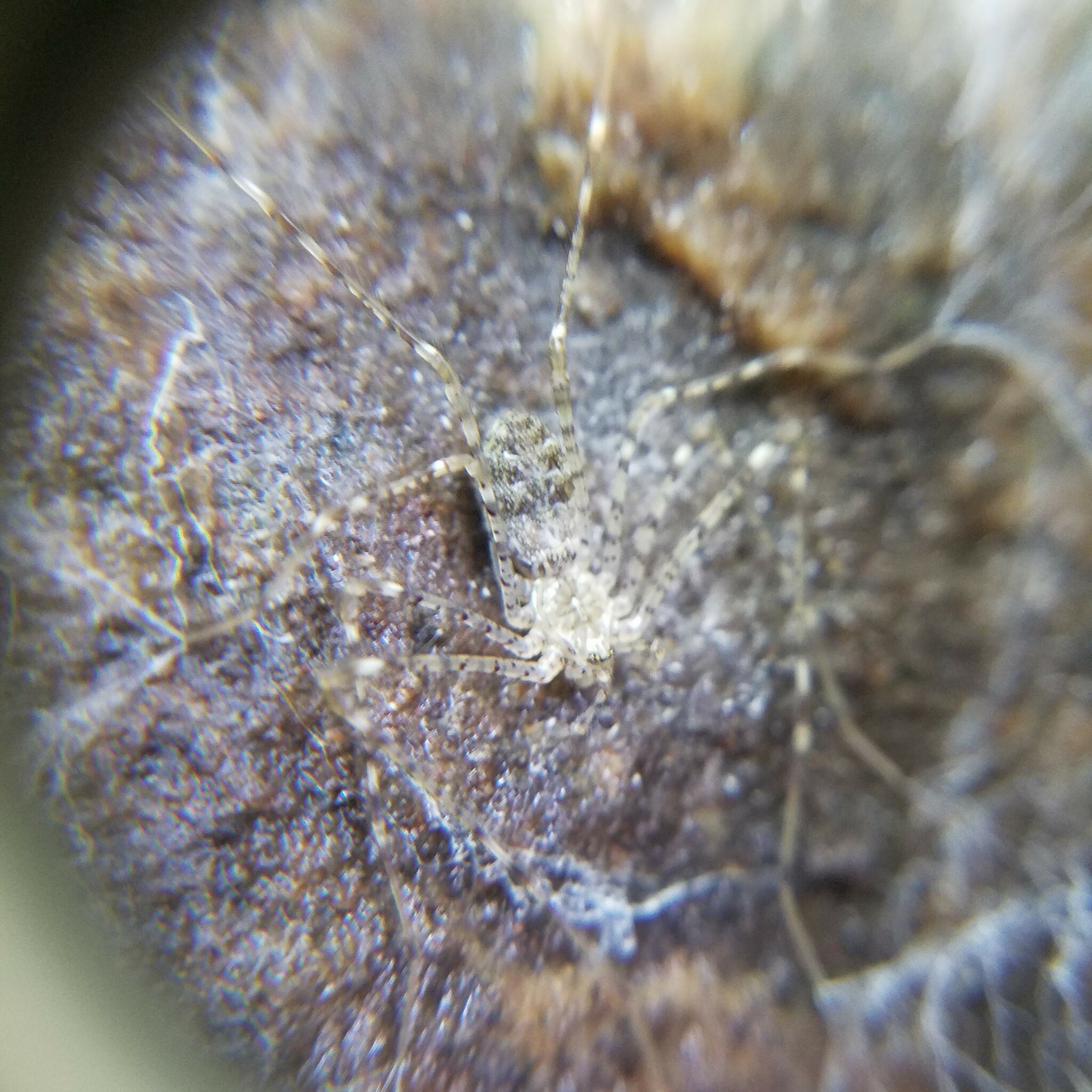 Hypochilidae